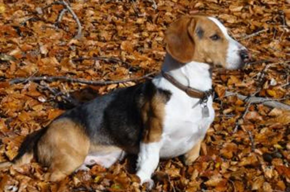 Inicio | perroexplorador.com