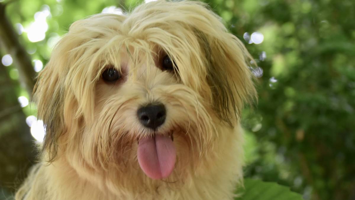 Bichón Habanero 2026