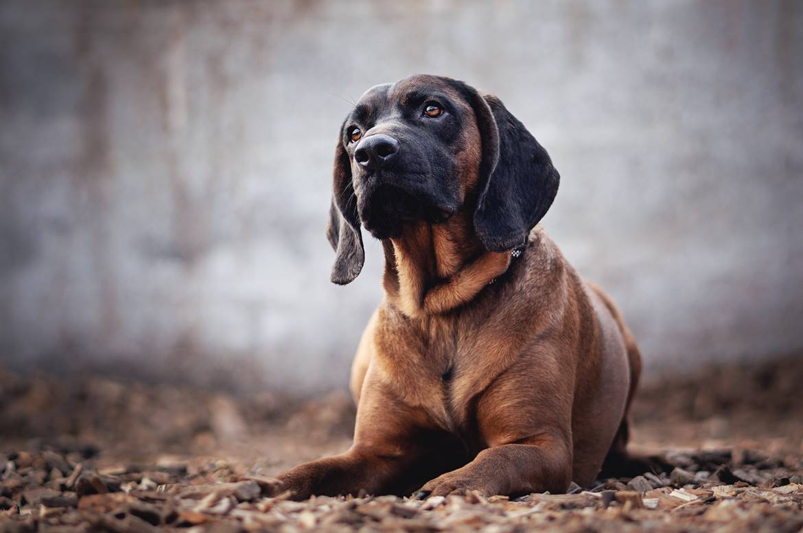 Bloodhound (Sabueso de San Huberto) 2026