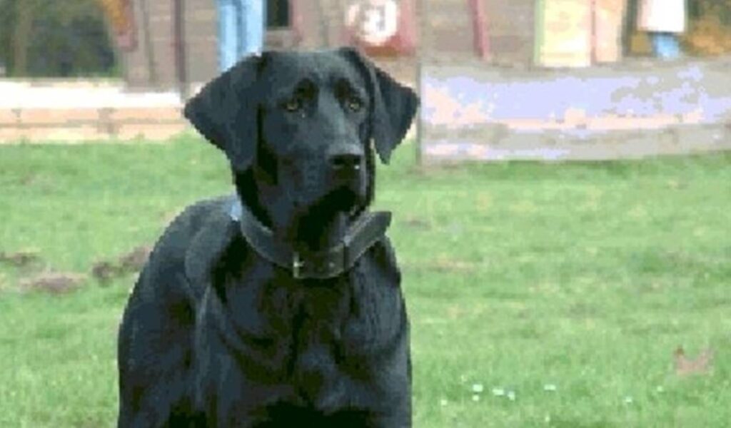 Cao de Castro Laboreiro 2025