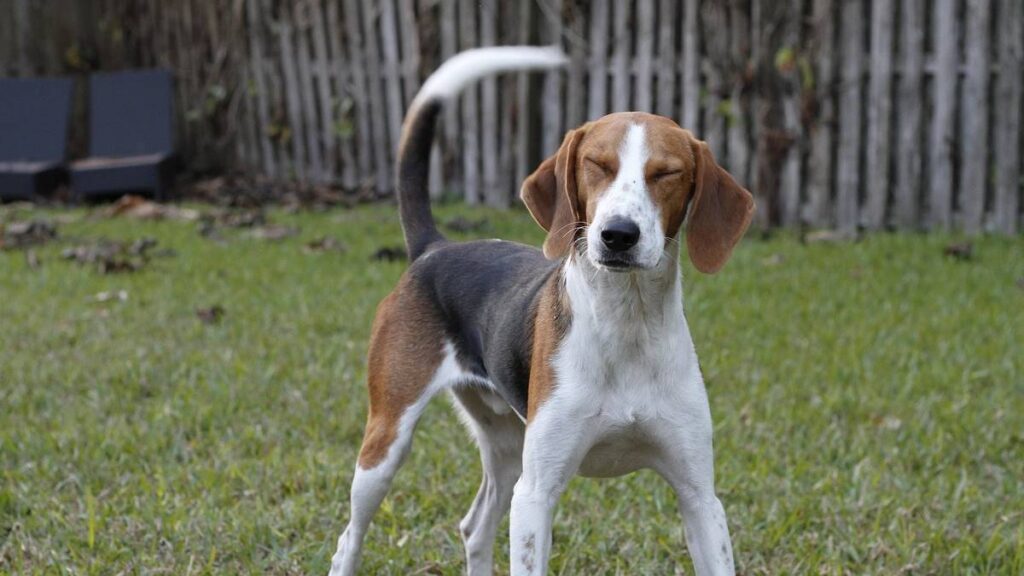 Foxhound Inglés 2025