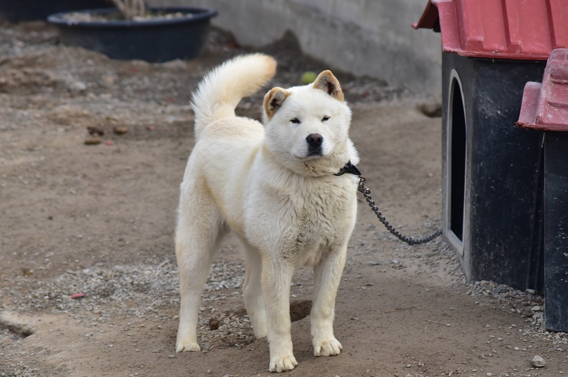Cachorro De Perro Jindo Coreano Imán Jindo Coreano, Decoración Retro