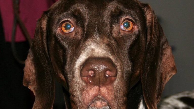 Viejo Pointer Danés (Old Danish Pointer) 2025