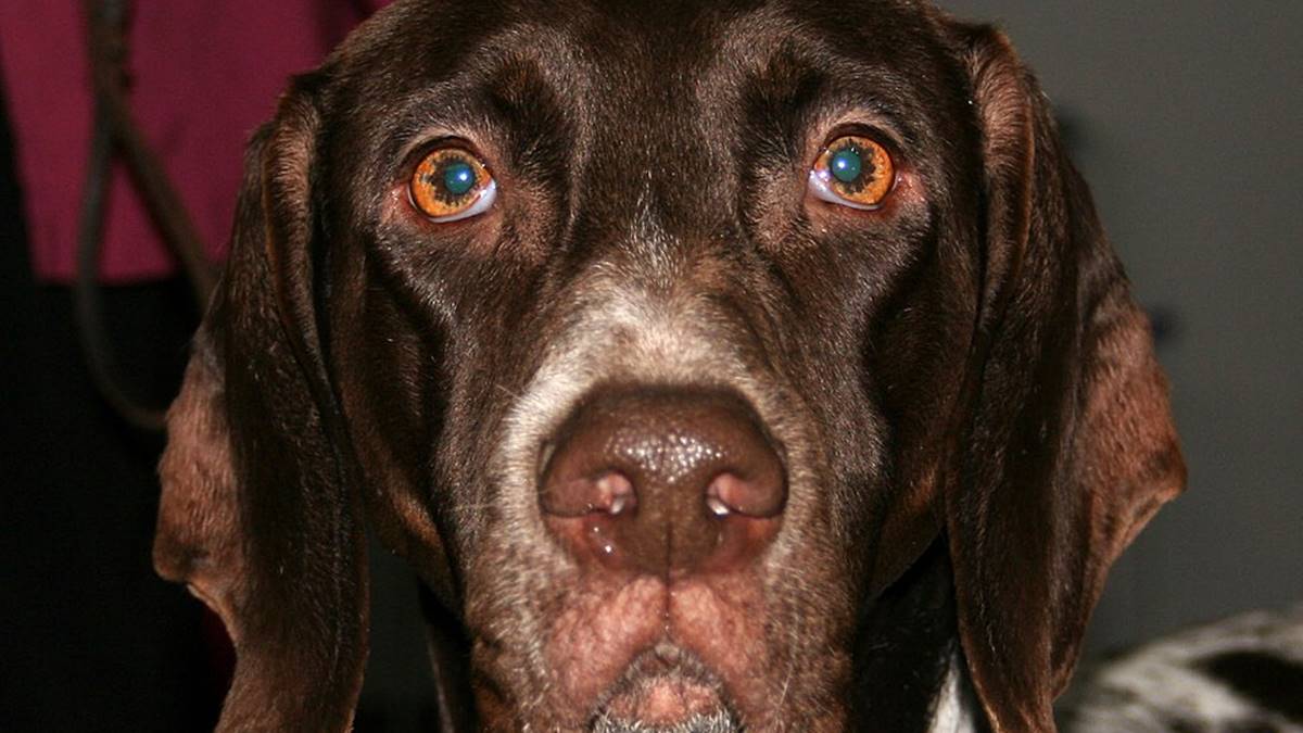 Viejo Pointer Danés (Old Danish Pointer) 2025