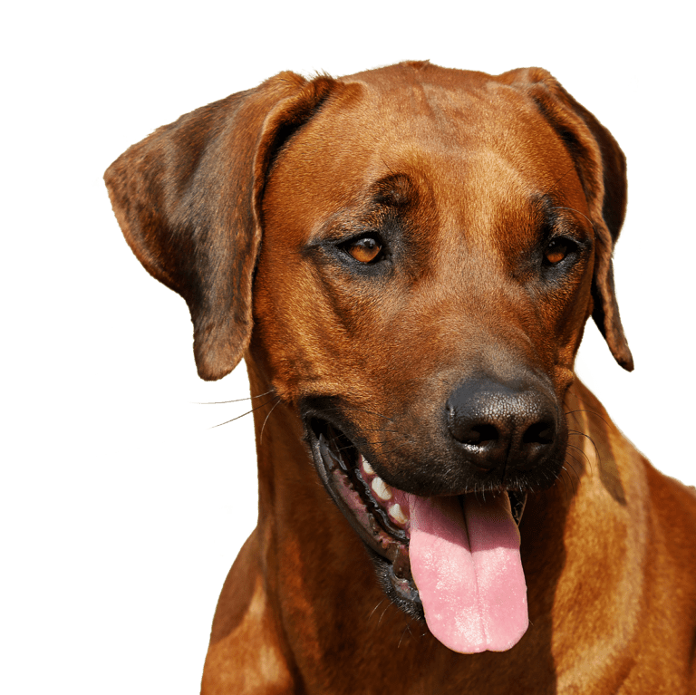 Rhodesian Ridgeback 2025