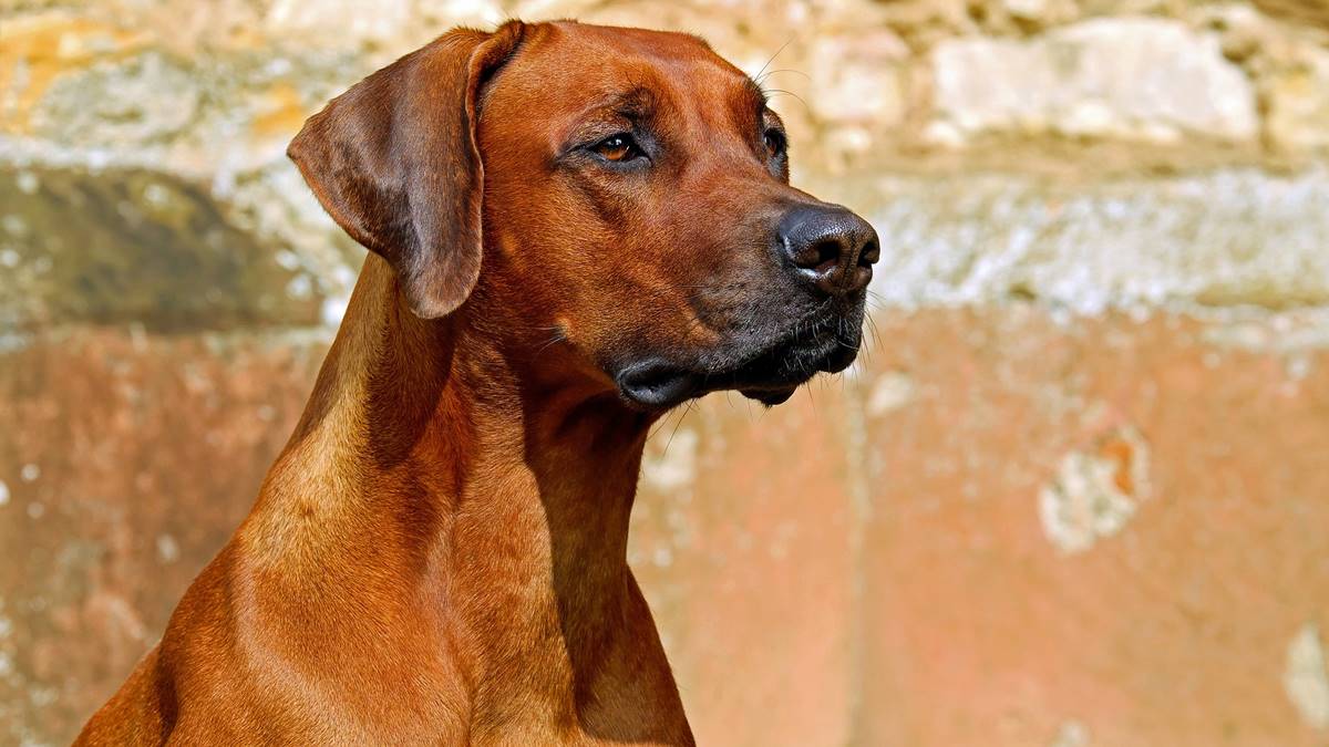 Rhodesian Ridgeback 2025