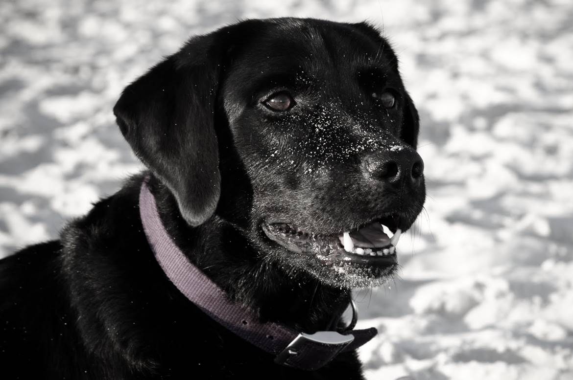 Cao de Castro Laboreiro 2025