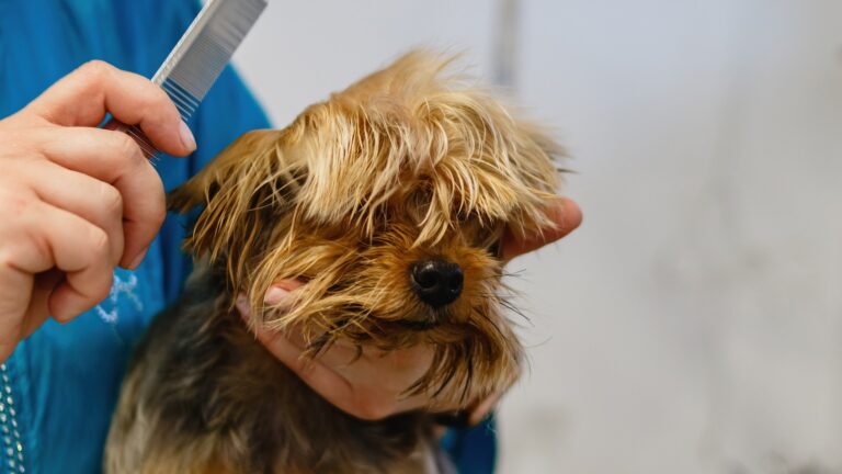Grooming para perros: Descubre sus clases y tipos 2025