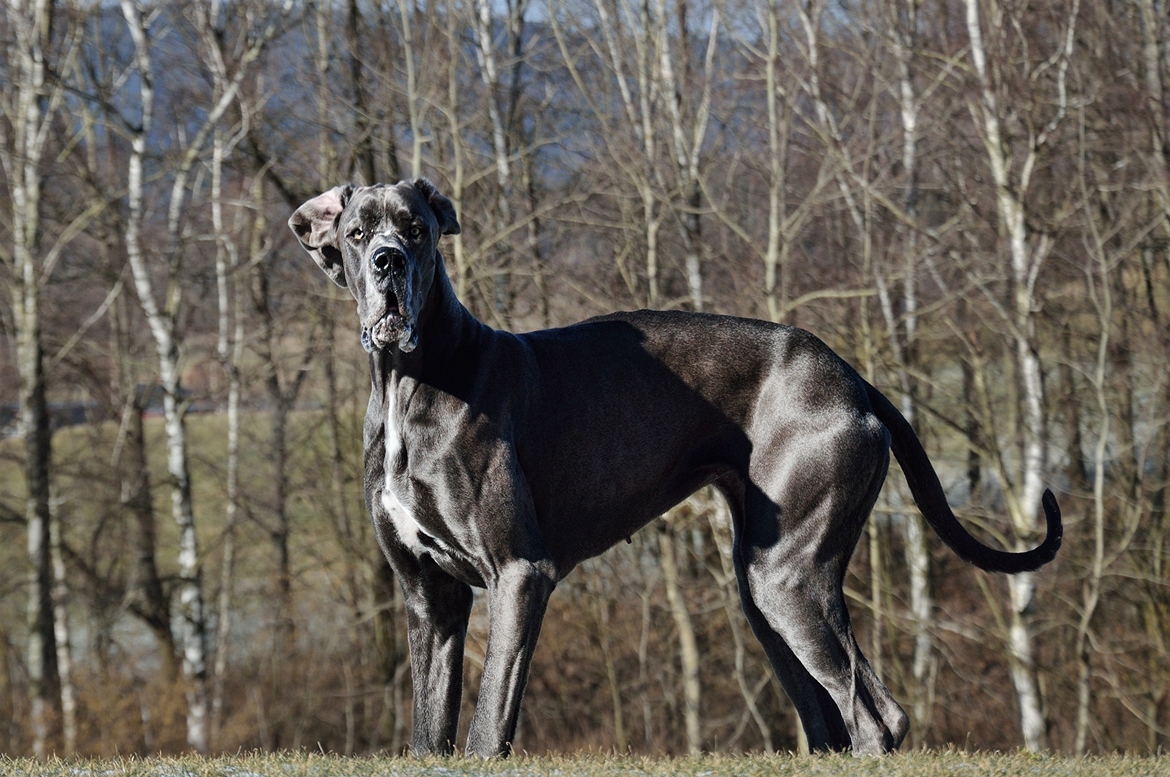 Gran Danés (Dogo Aleman) 2025