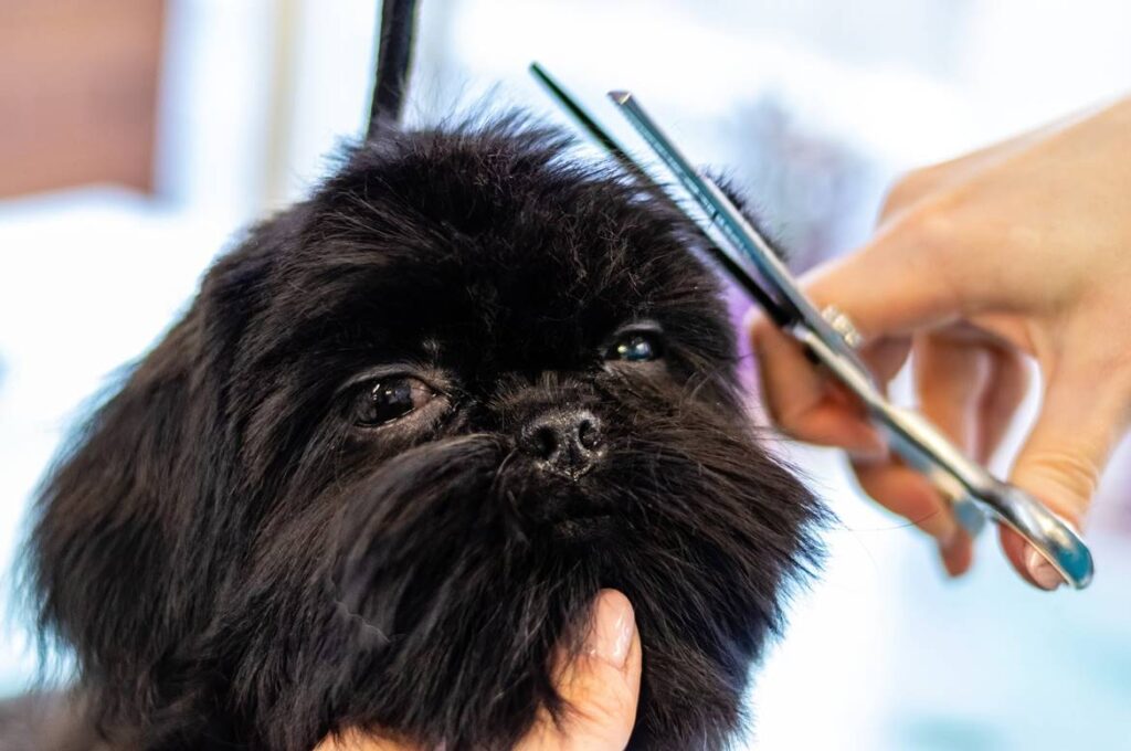 Grooming para perros: Descubre sus clases y tipos 2025