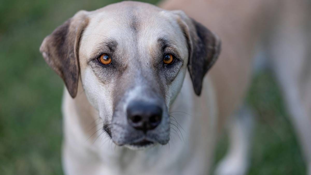 Perro Kangal 2026